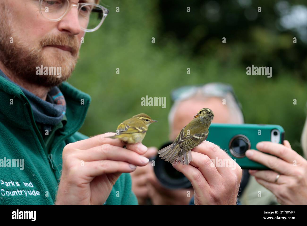 Yellow browed warbler Phylloscpus inornatus, trapped by net at Warnham ...