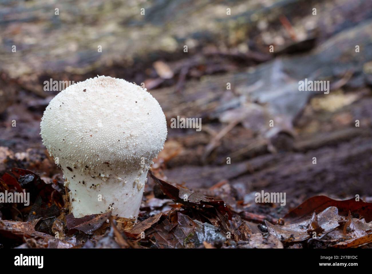 puff ball fungi on southampton common Stock Photo - Alamy