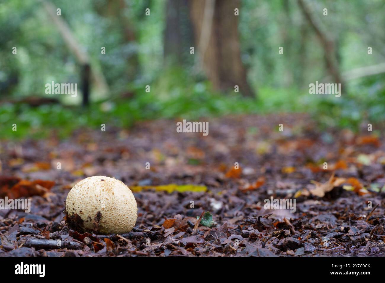 puff ball fungi on southampton common Stock Photo - Alamy