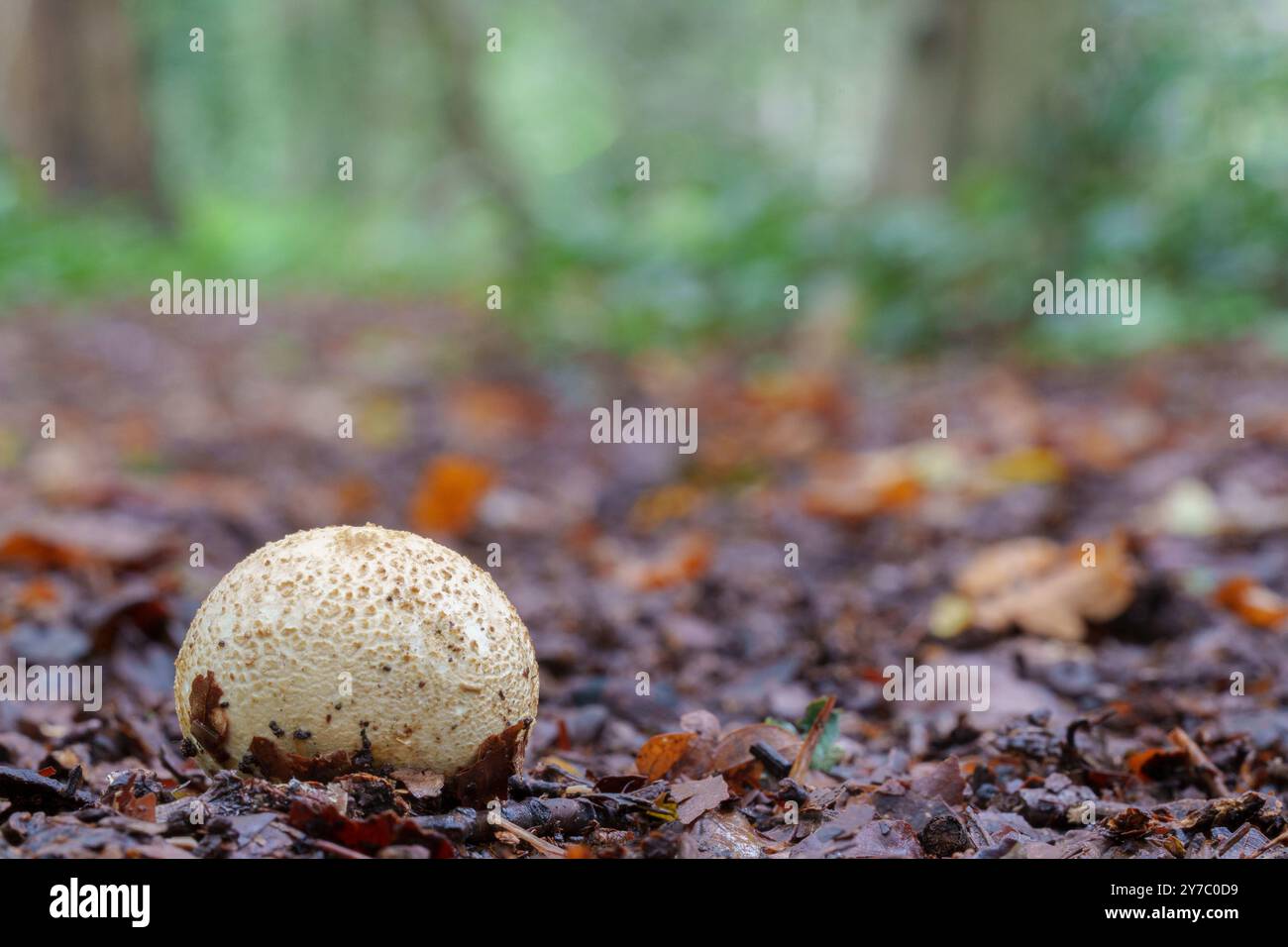 puff ball fungi on southampton common Stock Photo - Alamy