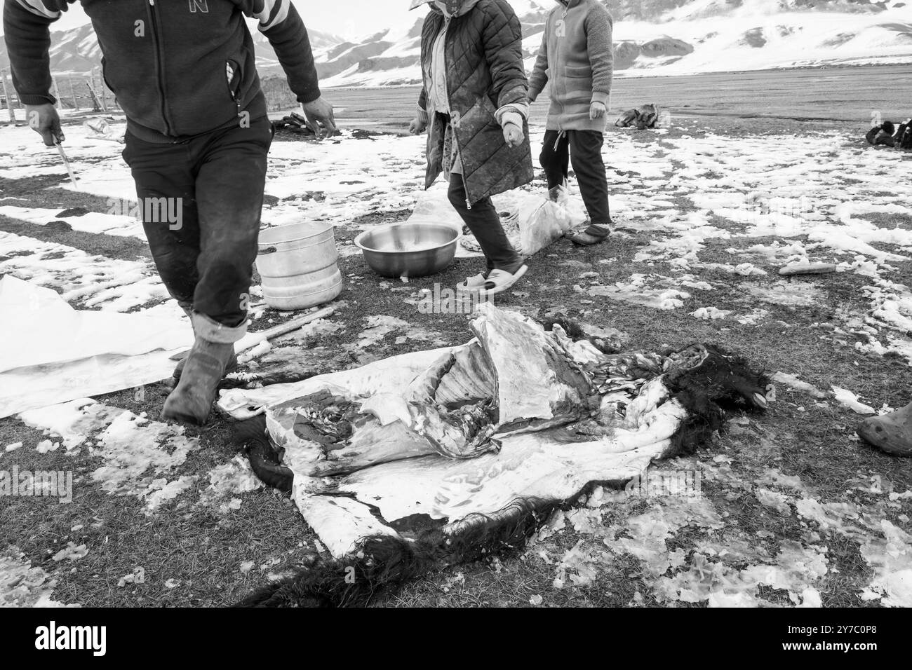 Kyrgyzstan, Kel-Suu village, yak slaughter Stock Photo - Alamy