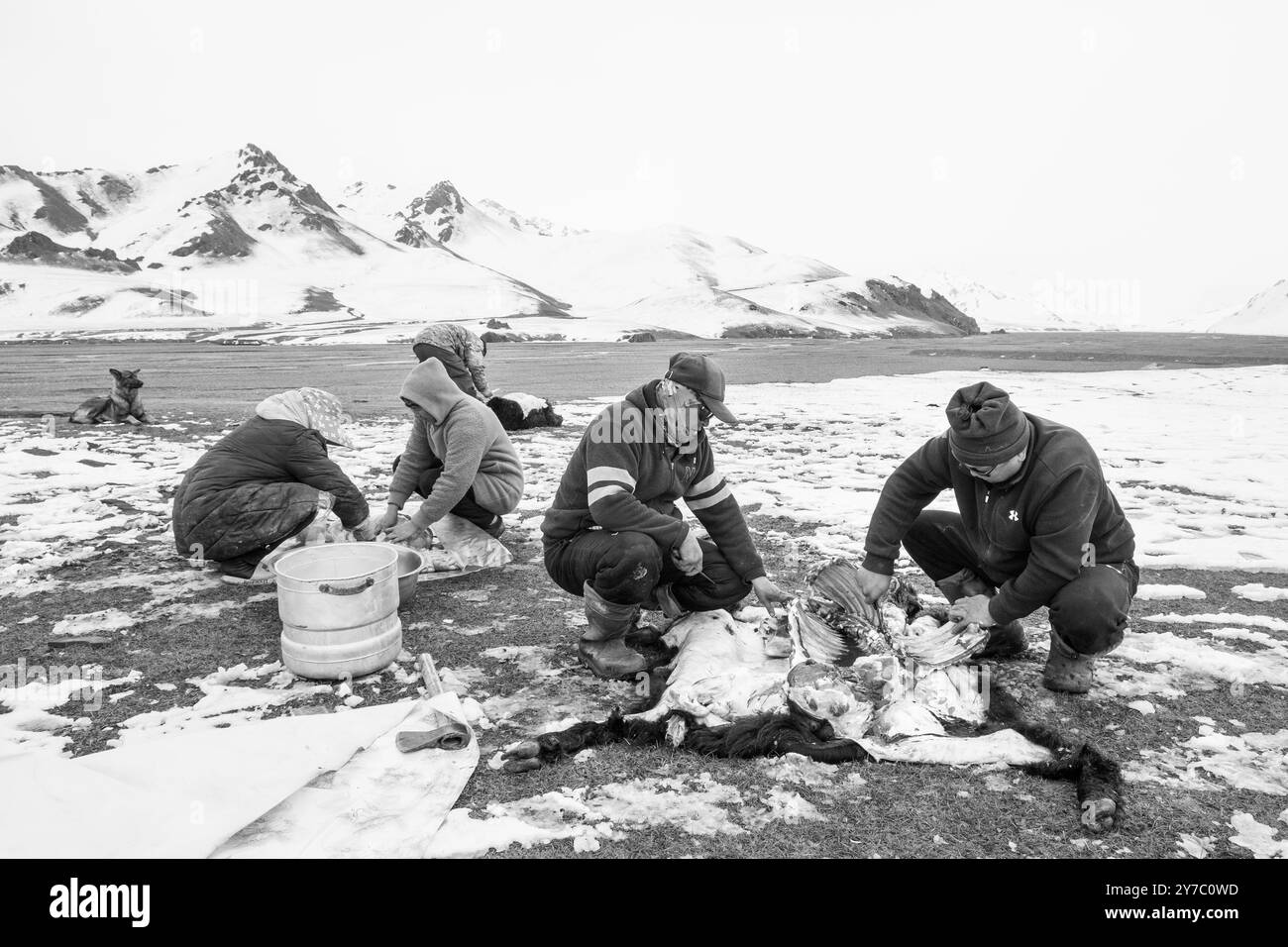 Kyrgyzstan, Kel-Suu village, yak slaughter Stock Photo - Alamy