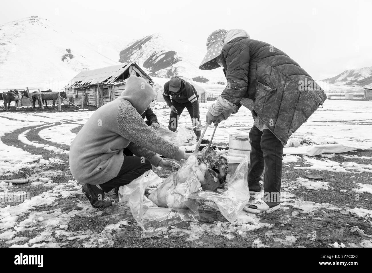 Kyrgyzstan, Kel-Suu village, yak slaughter Stock Photo - Alamy