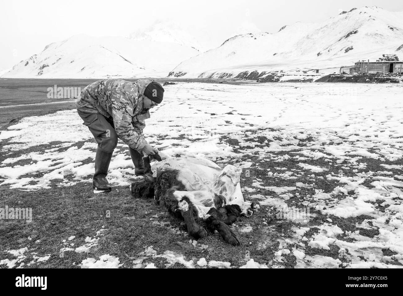 Kyrgyzstan, Kel-Suu village, yak slaughter Stock Photo - Alamy