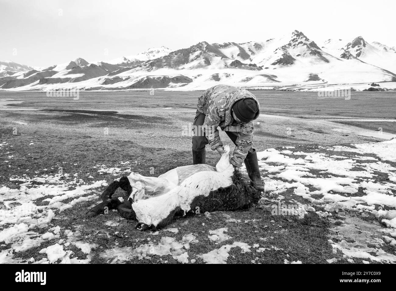 Kyrgyzstan, Kel-Suu village, yak slaughter Stock Photo - Alamy