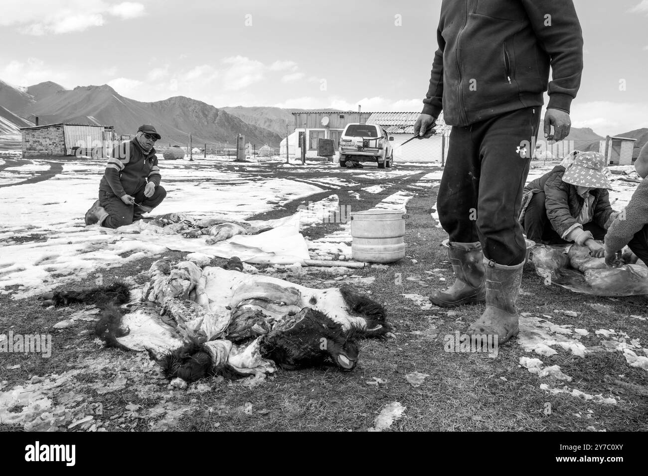 Kyrgyzstan, Kel-Suu village, yak slaughter Stock Photo - Alamy