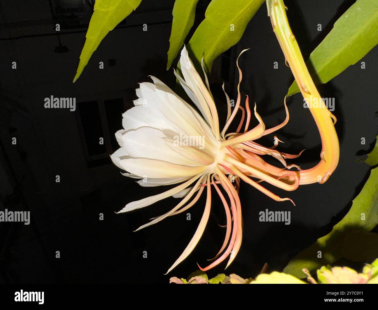 Epiphyllum oxypetalum, the Dutchman's pipe cactus, princess of the ...