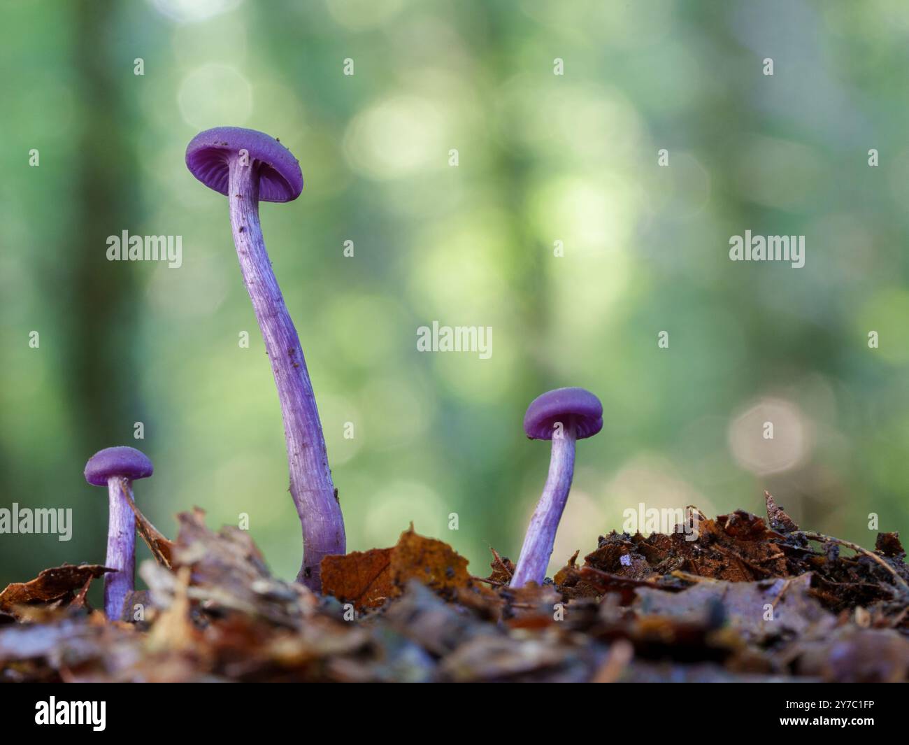 three amythst deceiver mushrooms on southampton common Stock Photo - Alamy