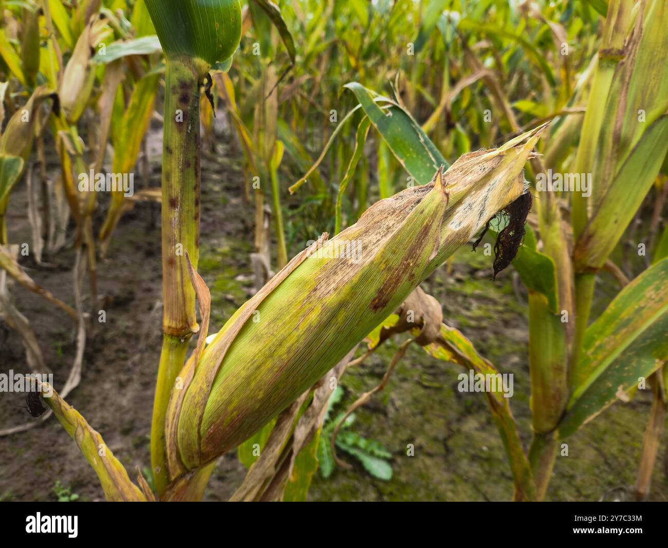 Kornpflanze hi-res stock photography and images - Alamy