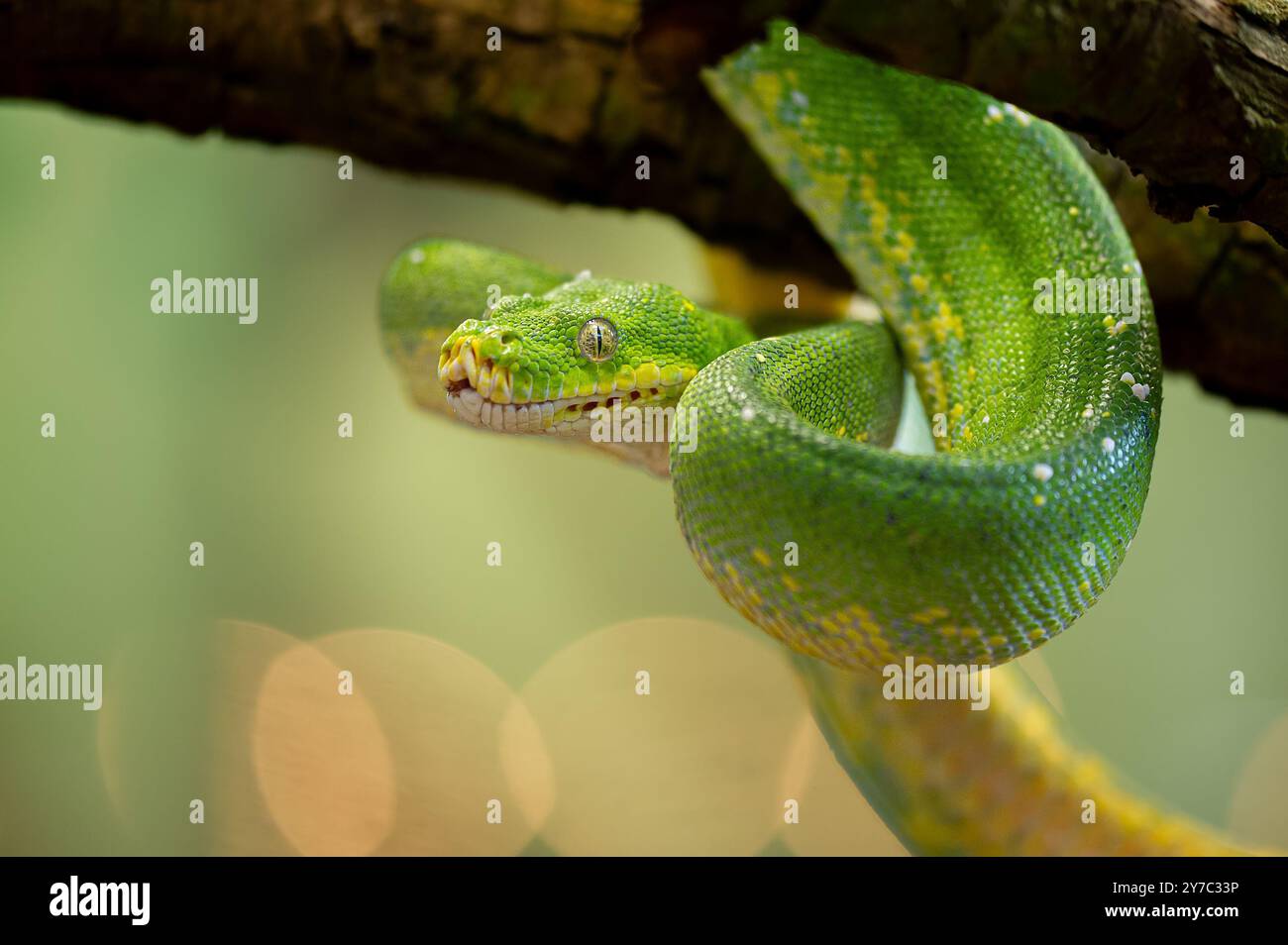 Vibrant Green Tree Python Coiled on a Branch Stock Photo - Alamy
