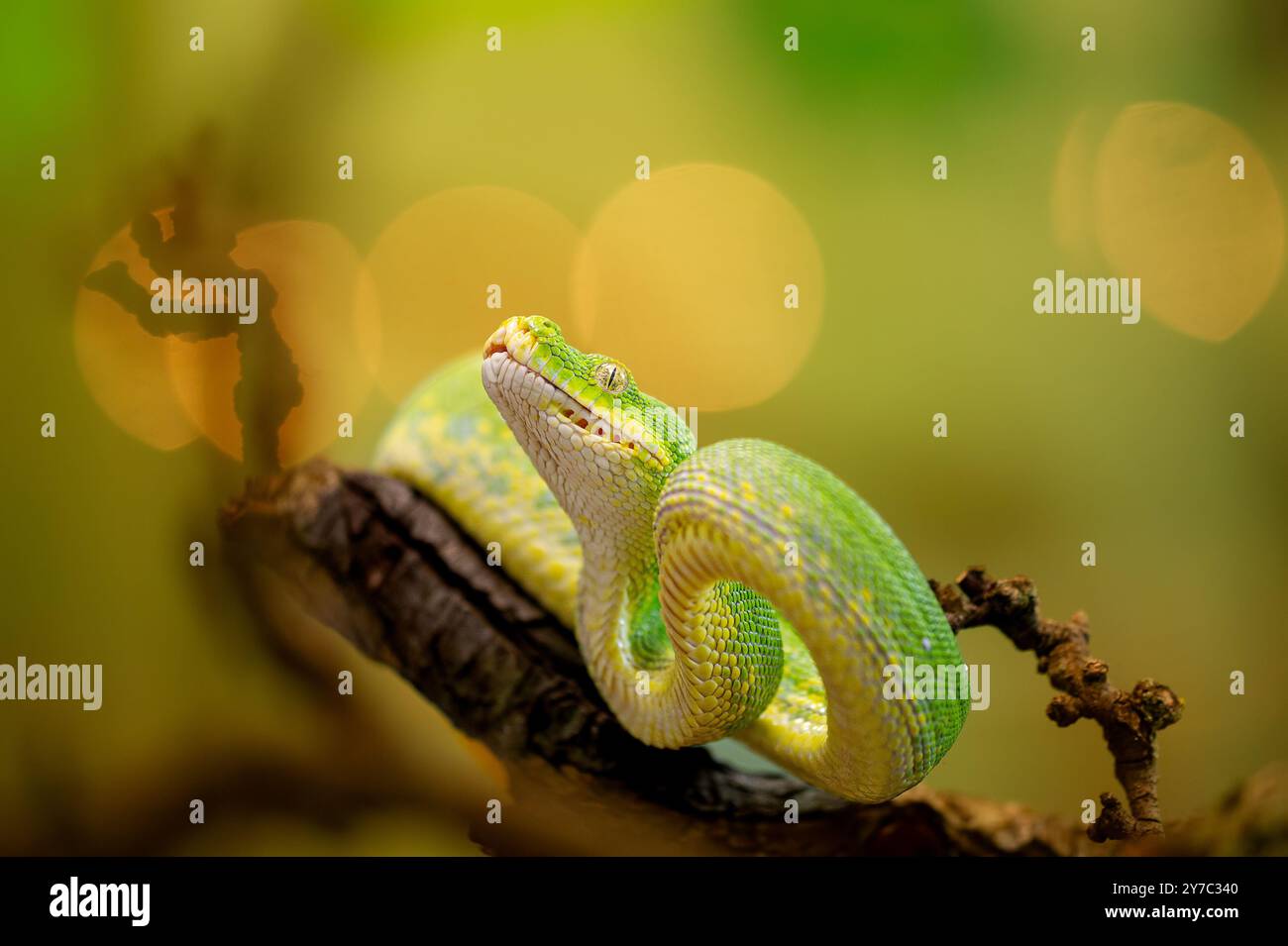 Green Tree Python Resting on a Branch in Jungle Setting Stock Photo - Alamy