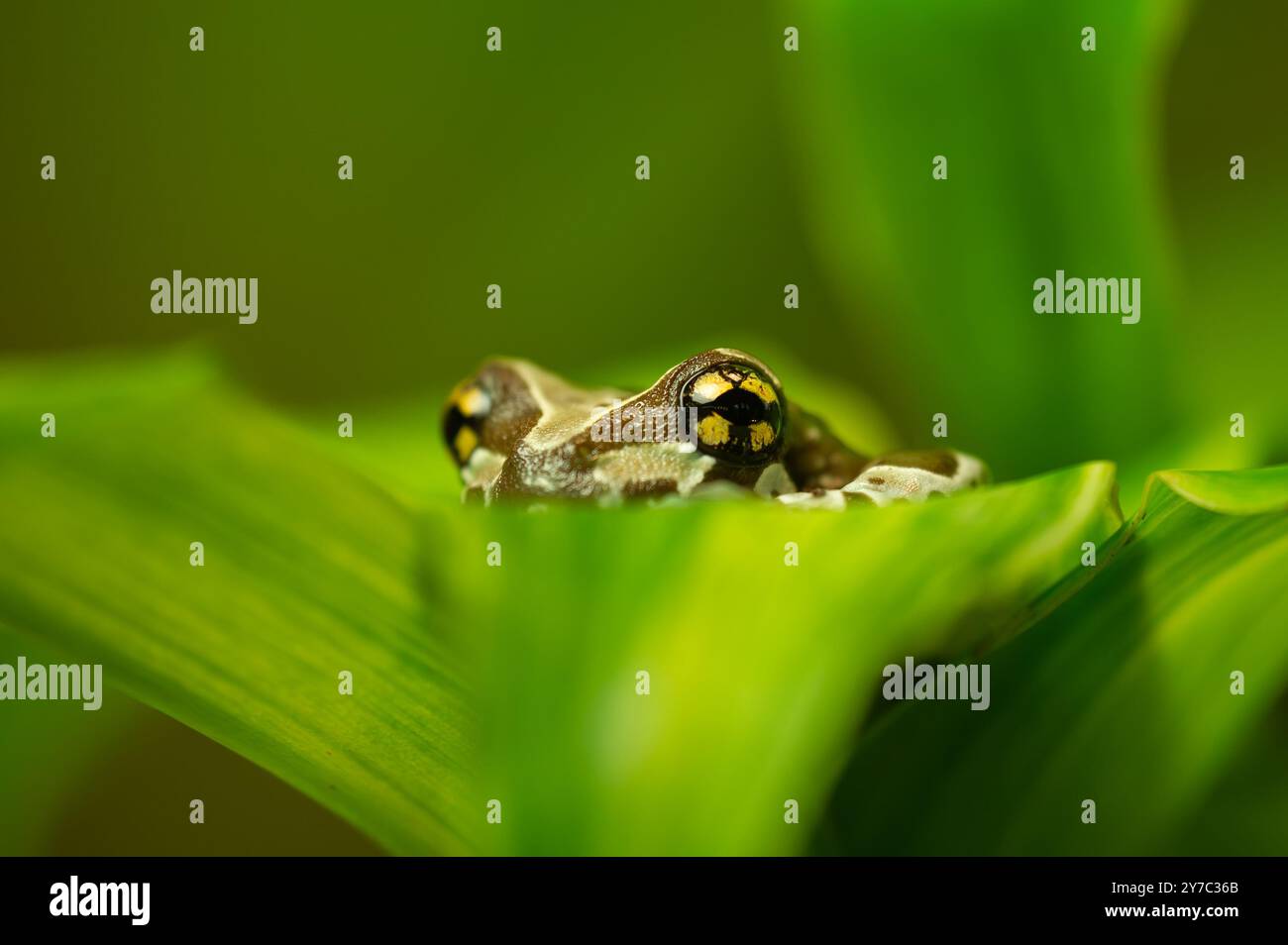 Mission golden-eyed tree frog hiddin in the leaves in her natural ...