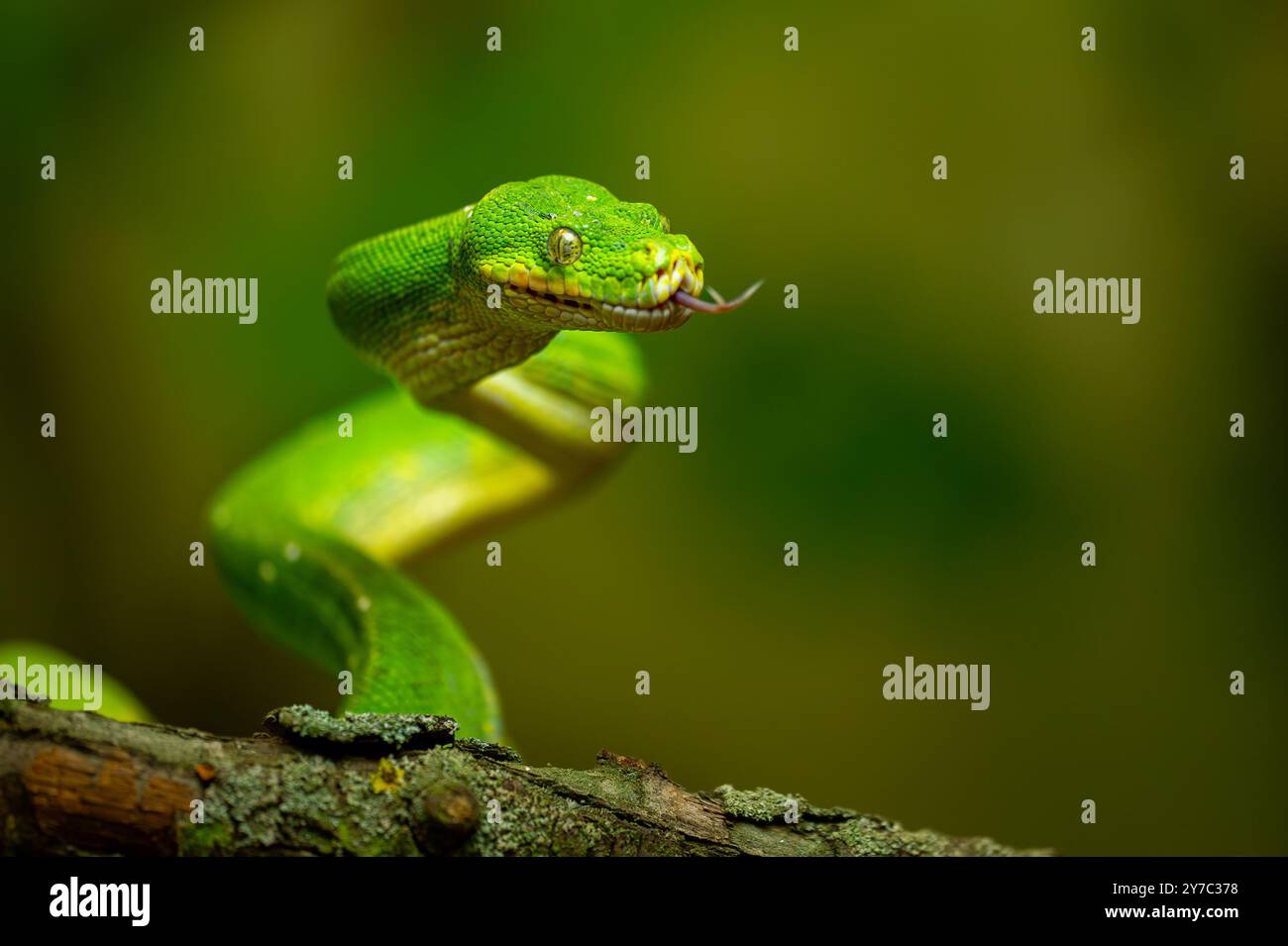 A vibrant green tree python is coiled around a branch, showcasing its ...