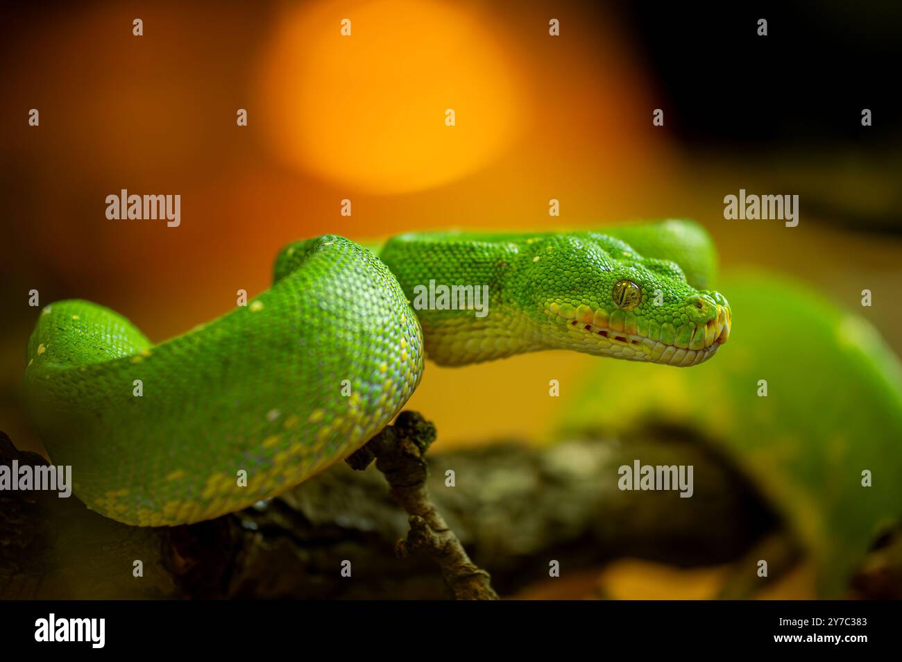 Green Tree Python Coiled on a Branch in Natural Habitat with orange ...