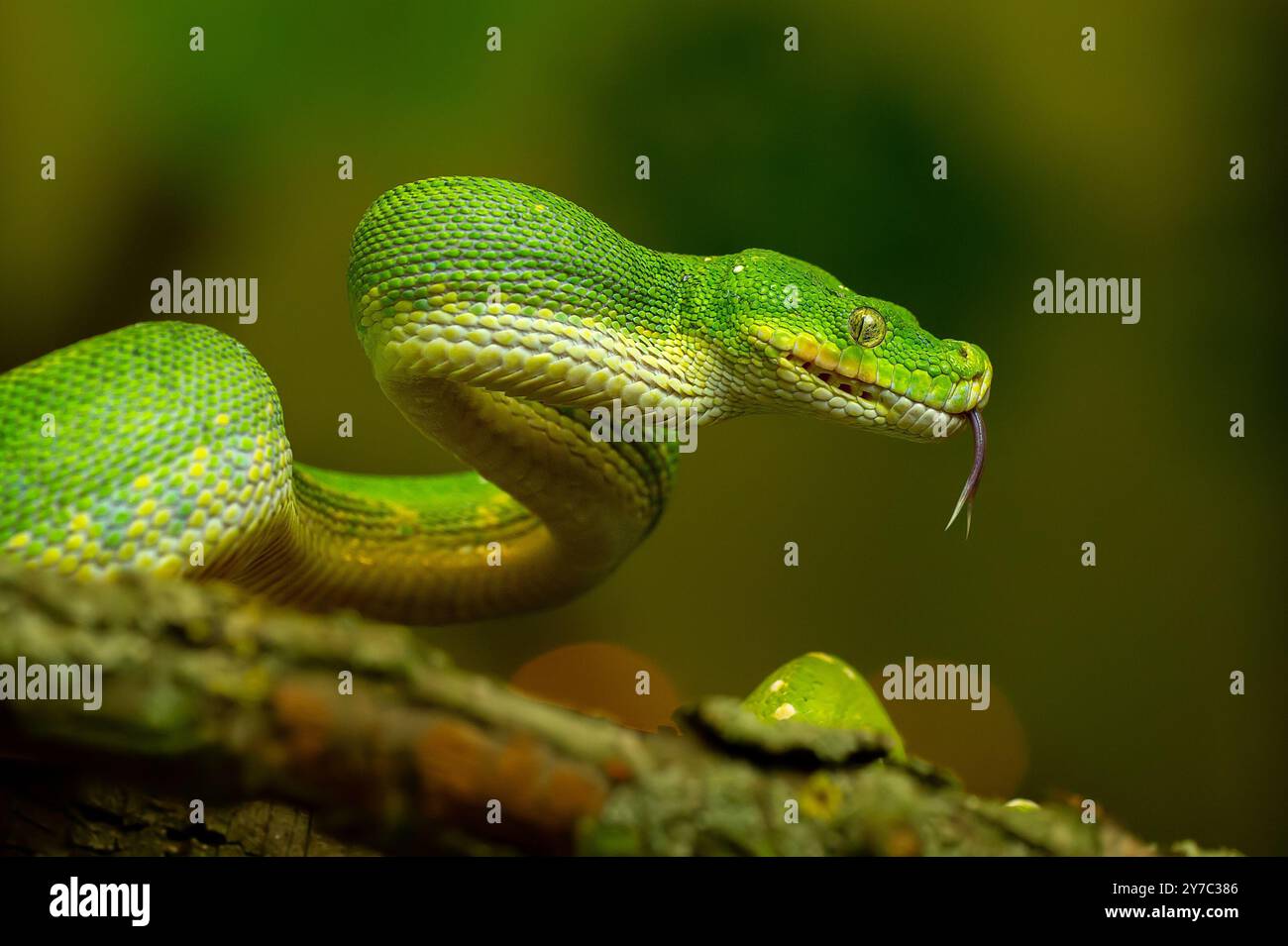 Striking Green Tree Python Coiled on Branch with with your tongue ...