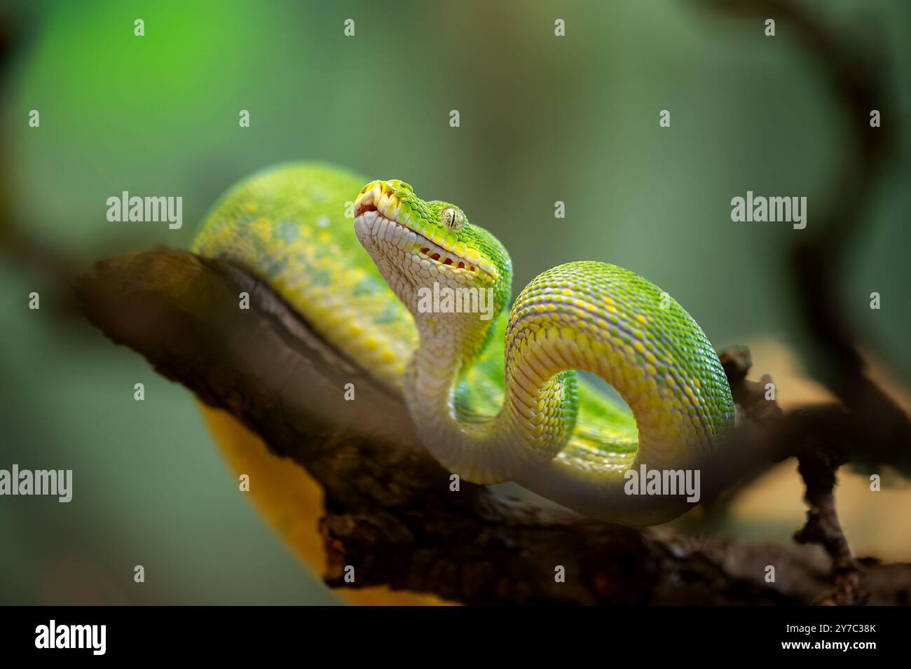 Green Tree Python prepared for attack in the jungle tree branch Stock ...