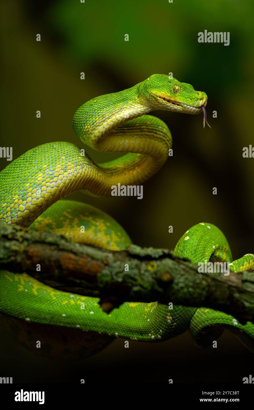 Close-Up of Green Tree Python Coiled on Branch. Morelia viridis Stock ...