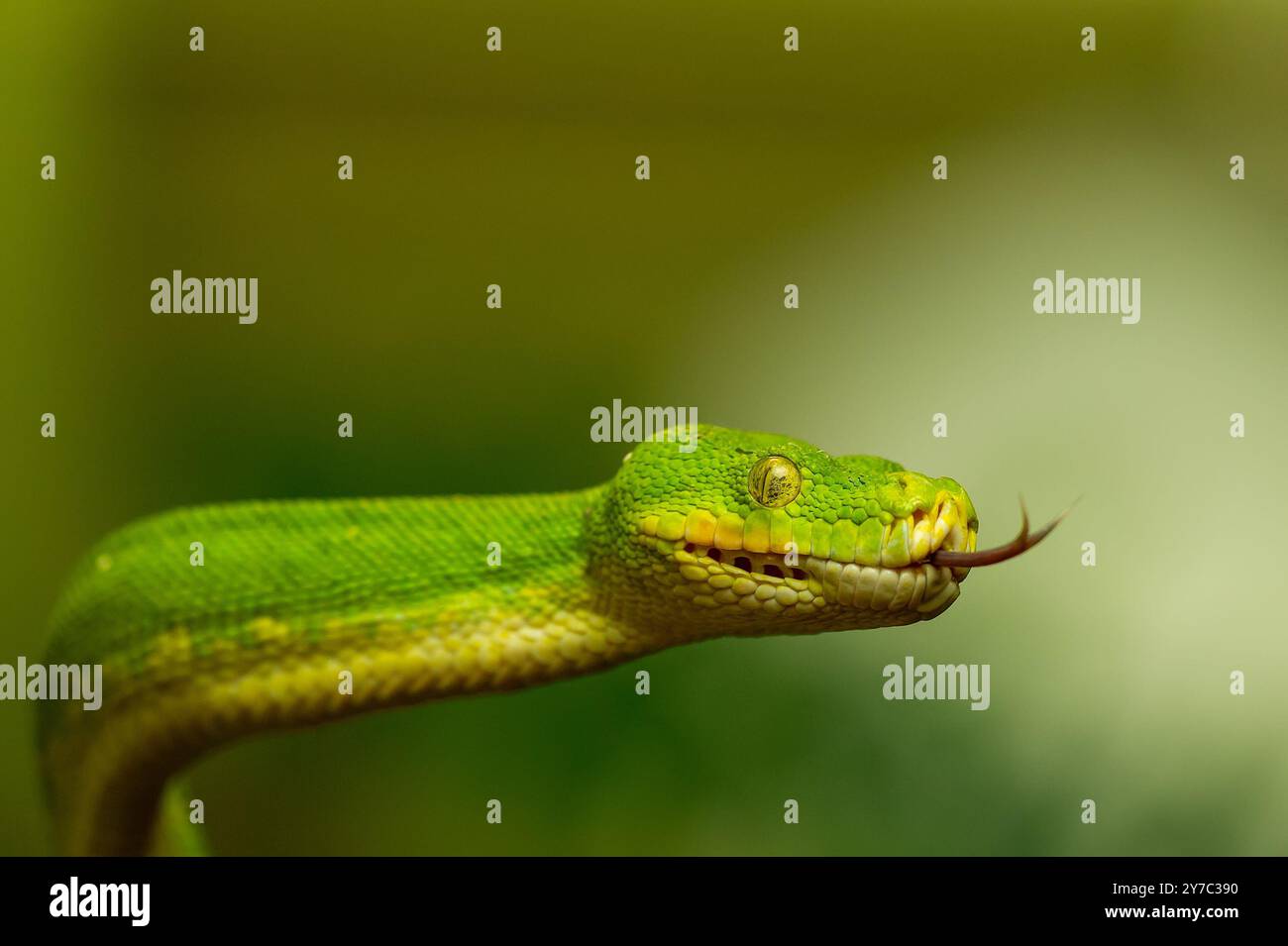 Vibrant green scales hi-res stock photography and images - Alamy