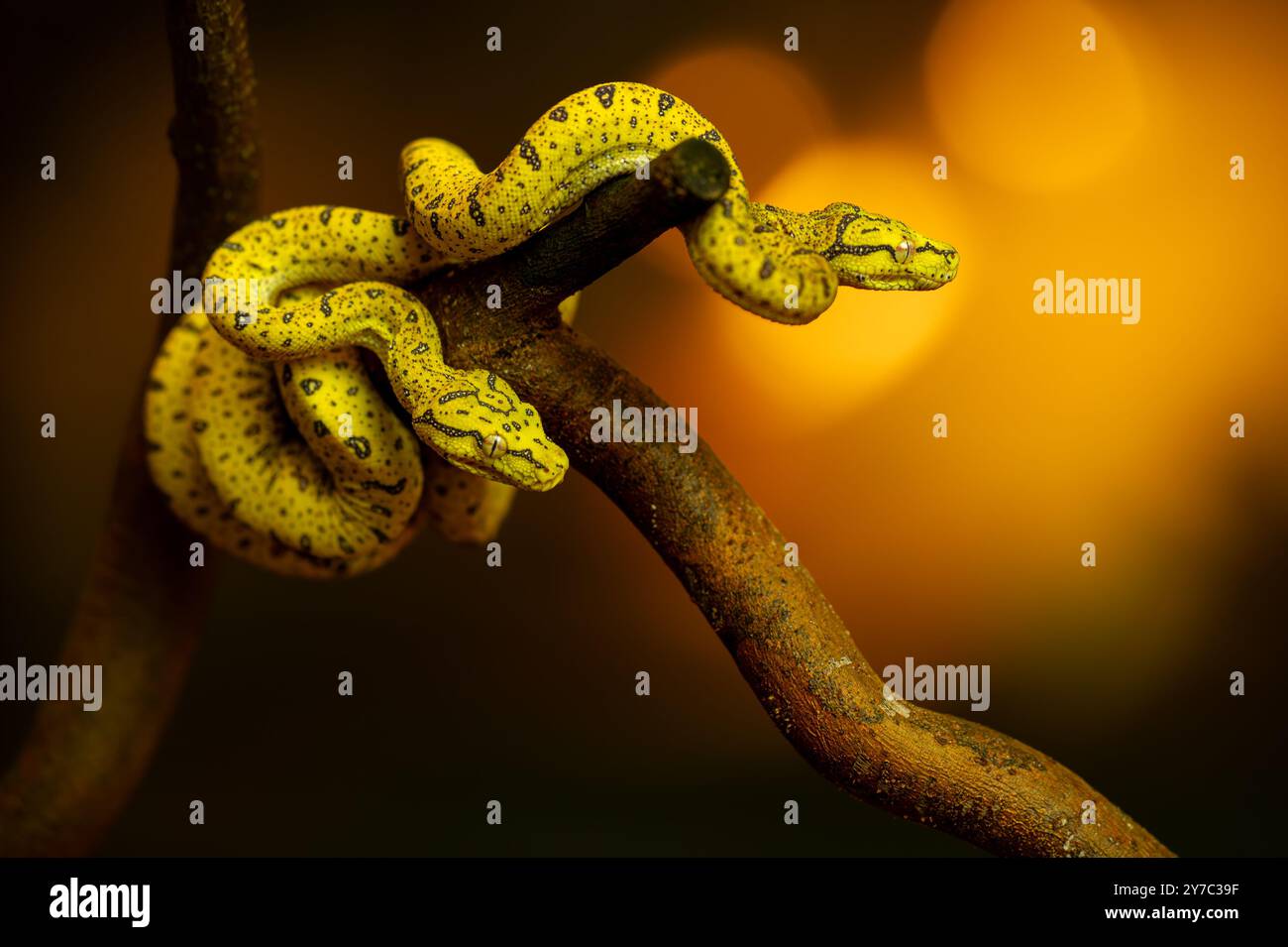 Striking Yellow Snake Coiled on Tree Branch at Sunset Morelia viridis ...