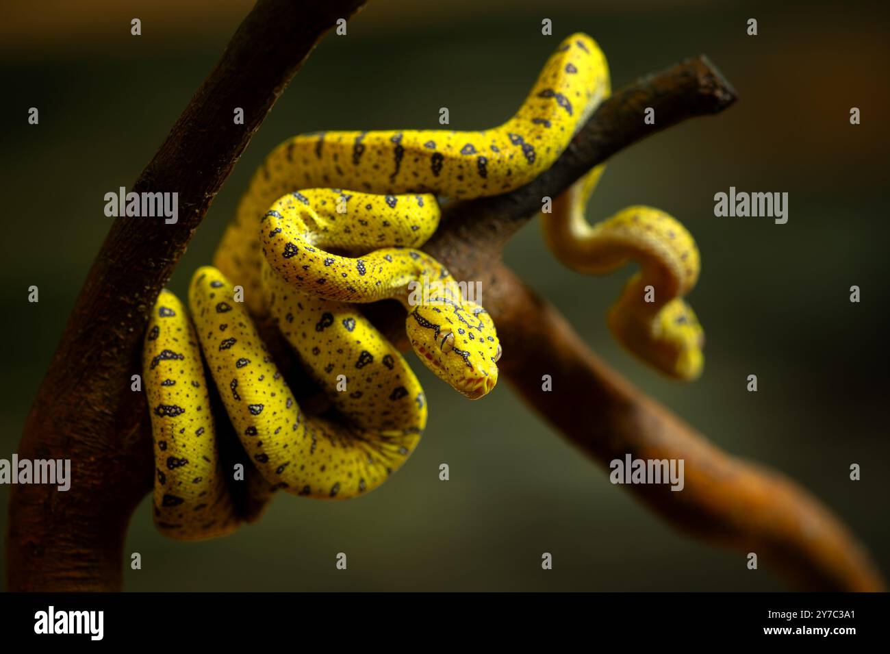 Striking Yellow Snake Coiled on Tree Branch at Sunset Stock Photo - Alamy