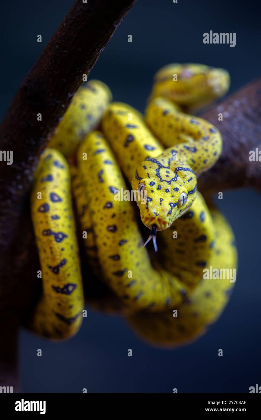 Vibrant Green Tree Python Resting on Branch in Close Up with blue ...