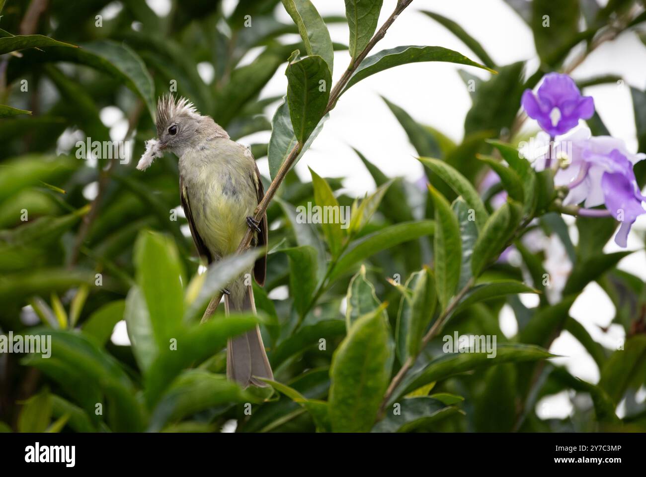 Tufted Titmouse (Baeolophus bicolor) of Costa Rica Stock Photo - Alamy