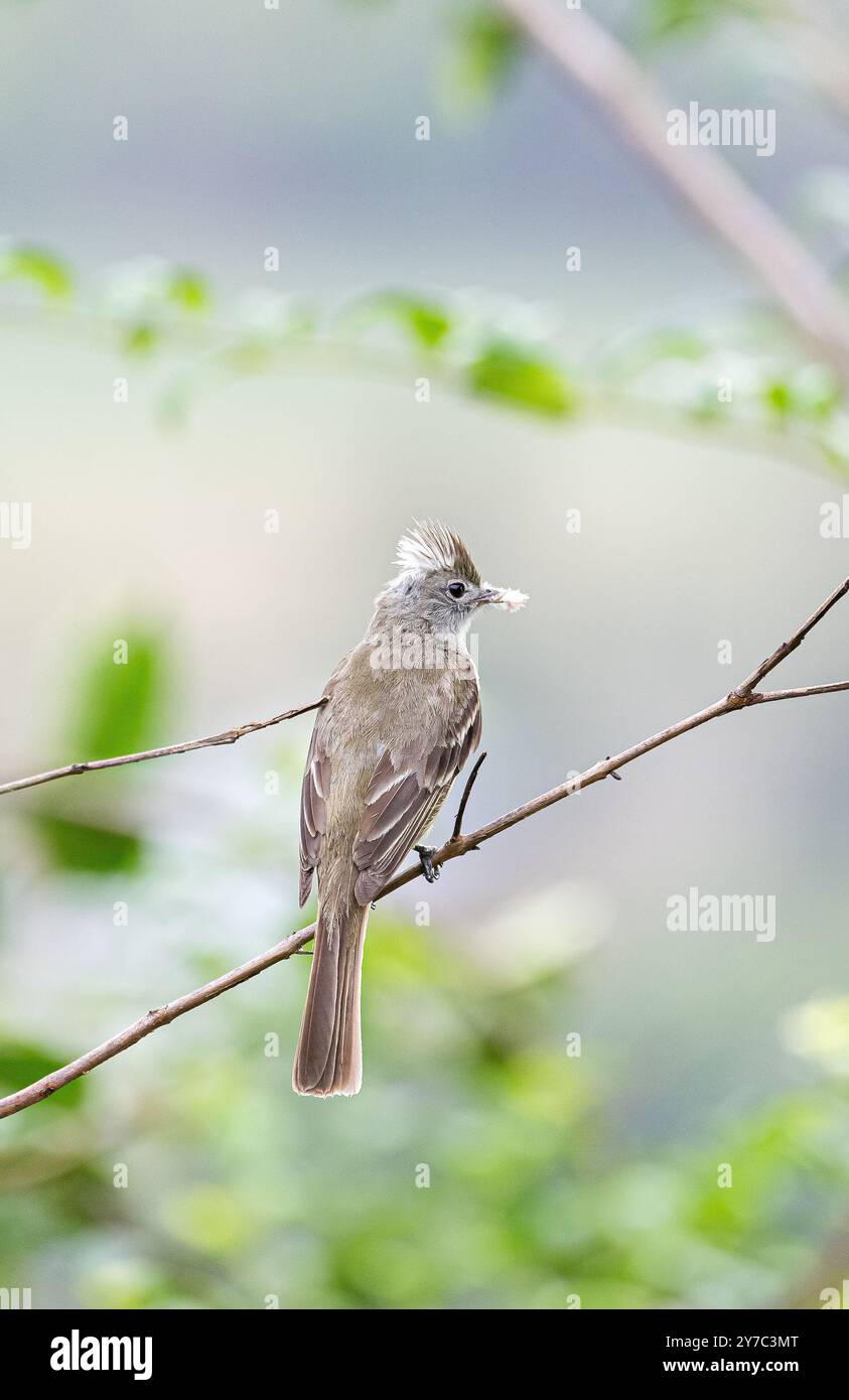 Tufted Titmouse (Baeolophus bicolor) of Costa Rica Stock Photo - Alamy
