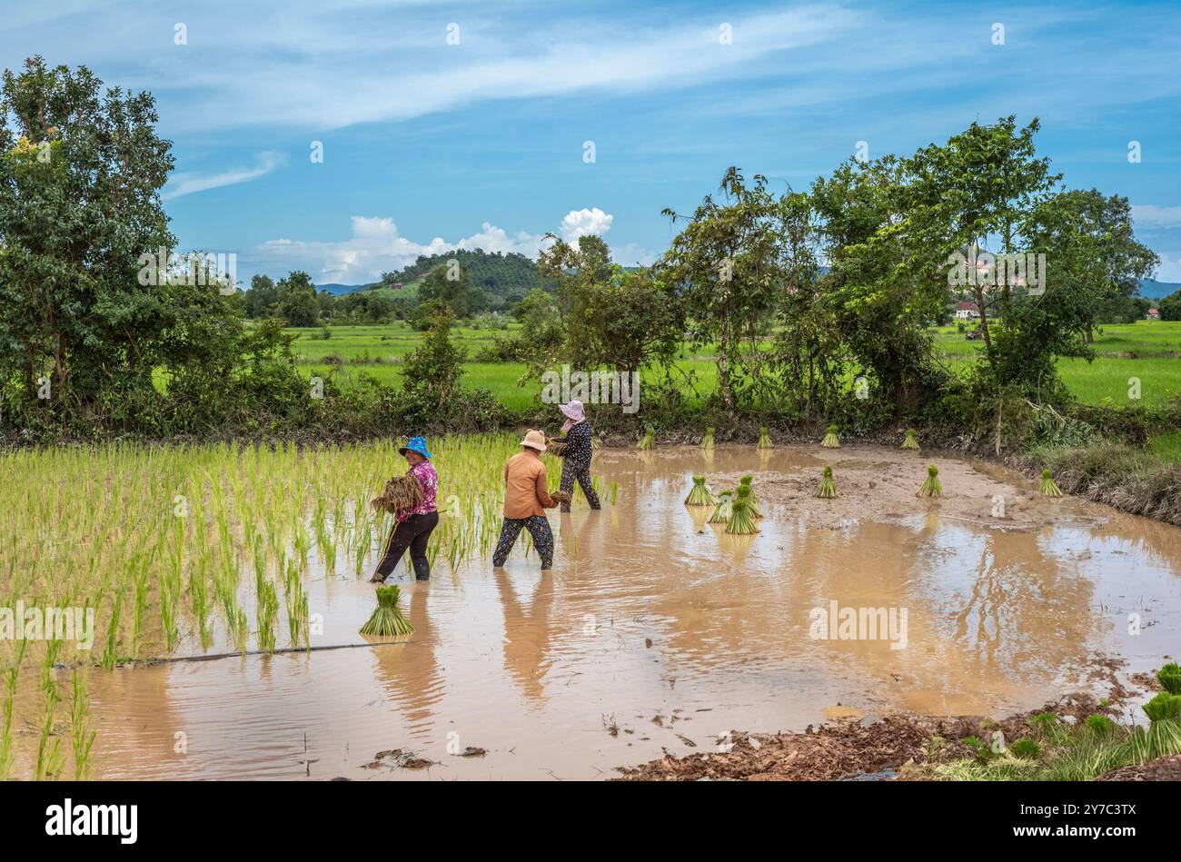 Kampot, Cambodia - July 31, 2024: Farmers transplanting rice seedling ...