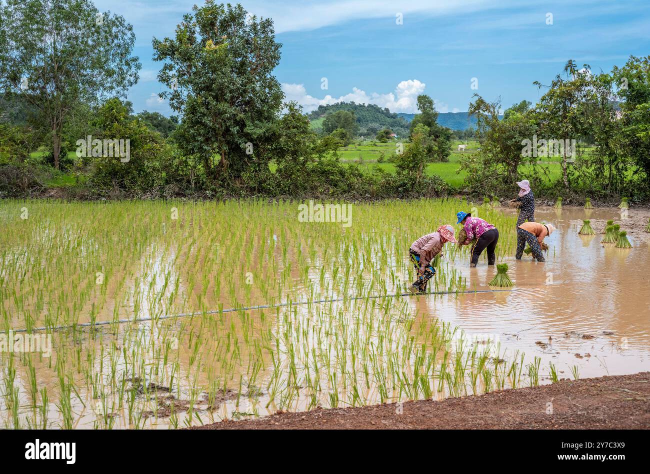 A group of villagers transplanting rice seedling in a paddy field in ...