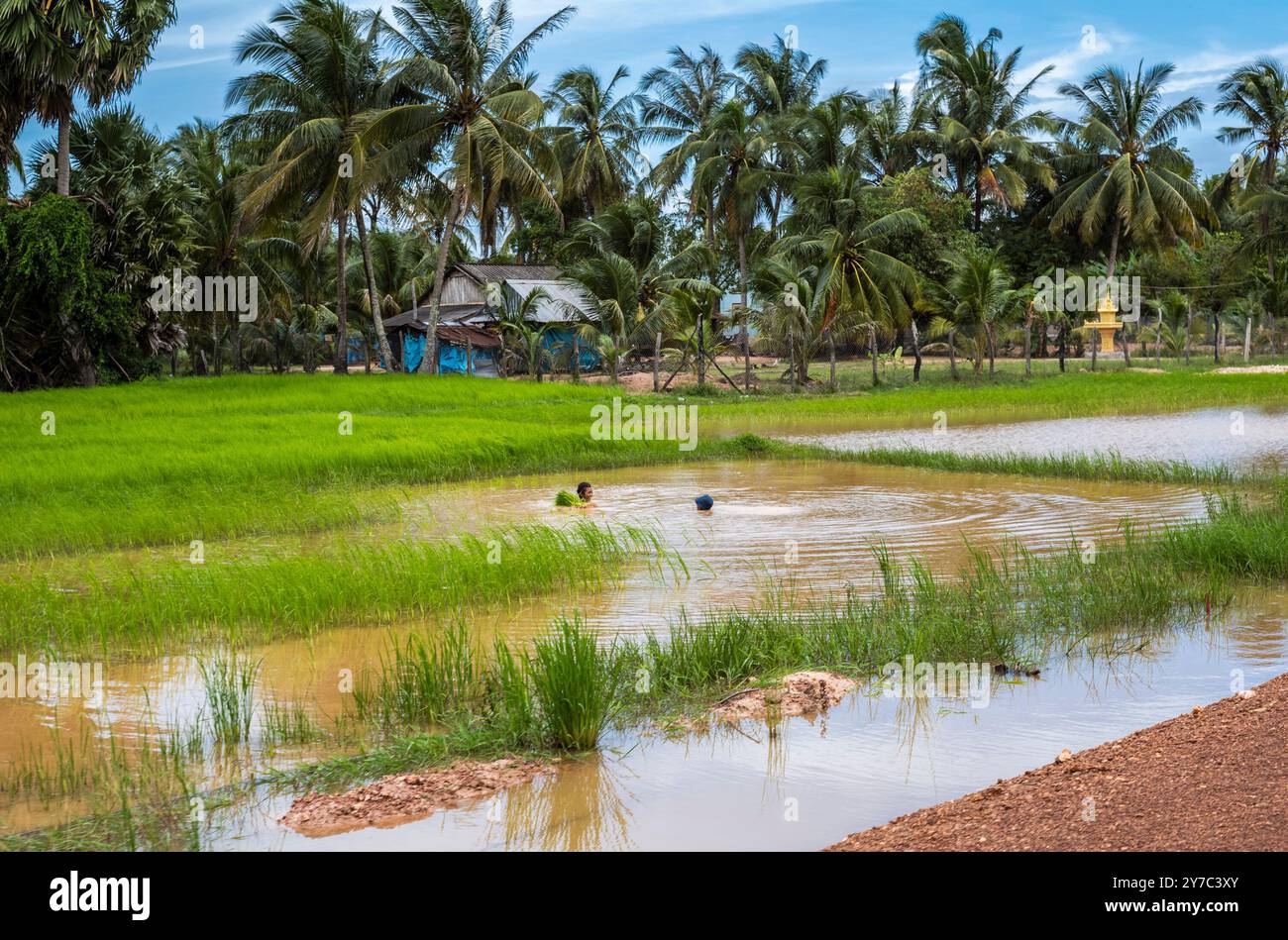 Kampot, Cambodia - July 31, 2024: Farmers transplanting rice seedling ...