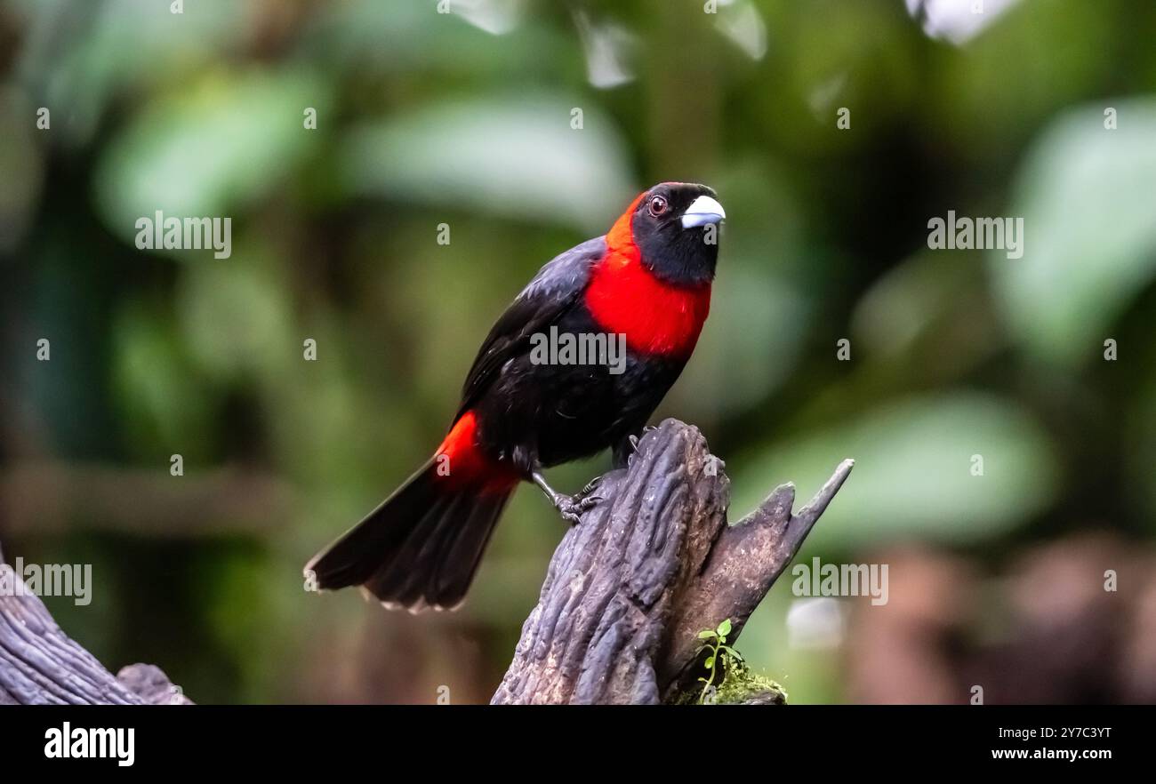 Crimson collared tanagers hi-res stock photography and images - Alamy