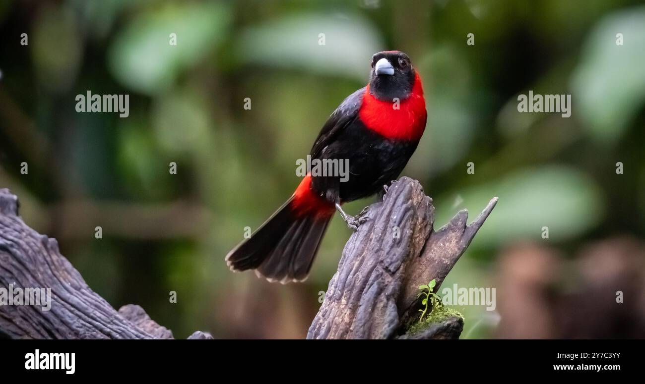 Crimson collared tanagers hi-res stock photography and images - Alamy