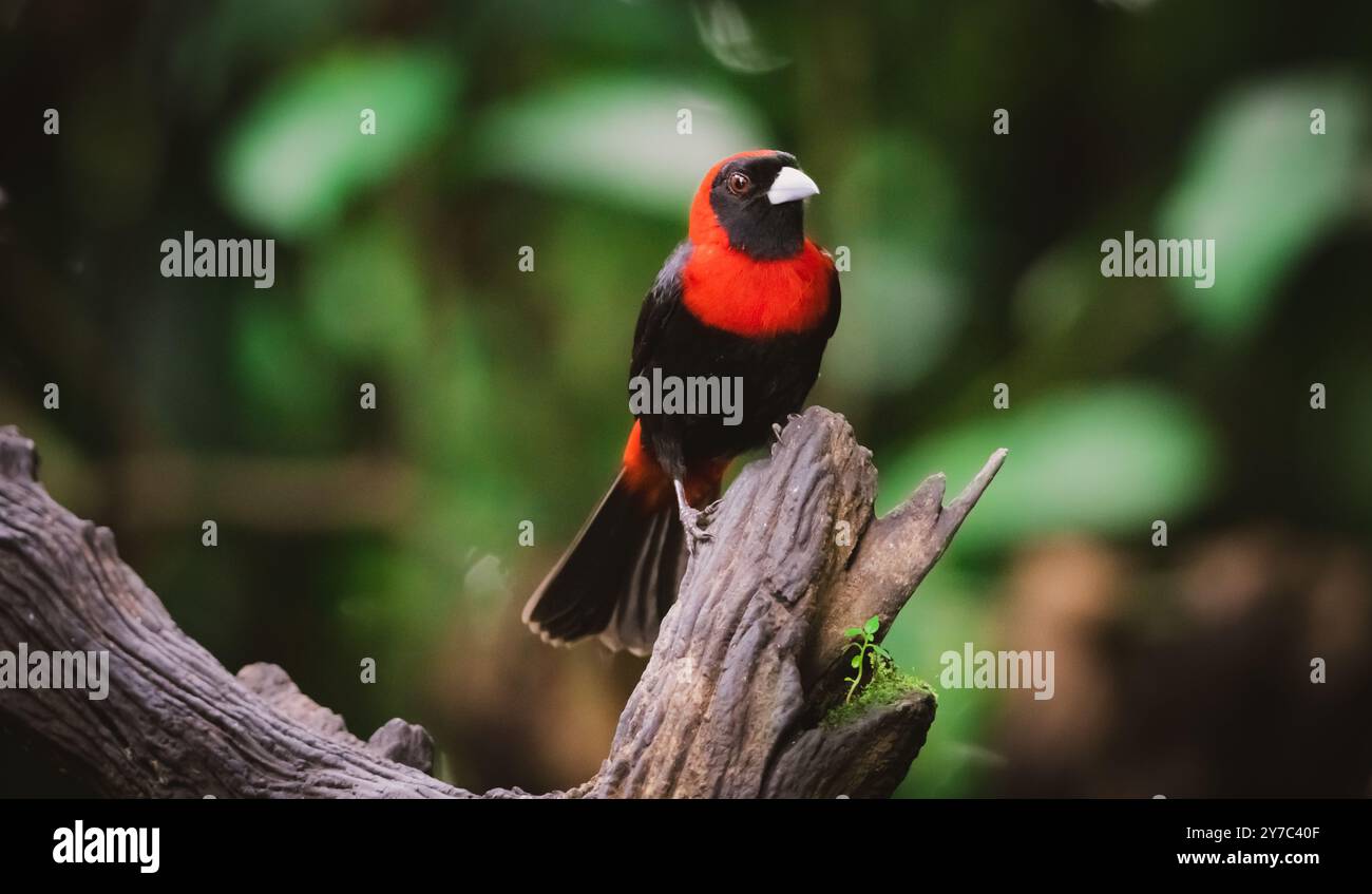 Crimson-collared Tanager (Ramphocelus sanguinolentus) of Costa Rica ...