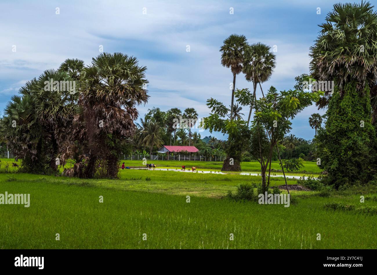 Farmers transplanting rice seedling in a paddy field in Cambodia Stock ...
