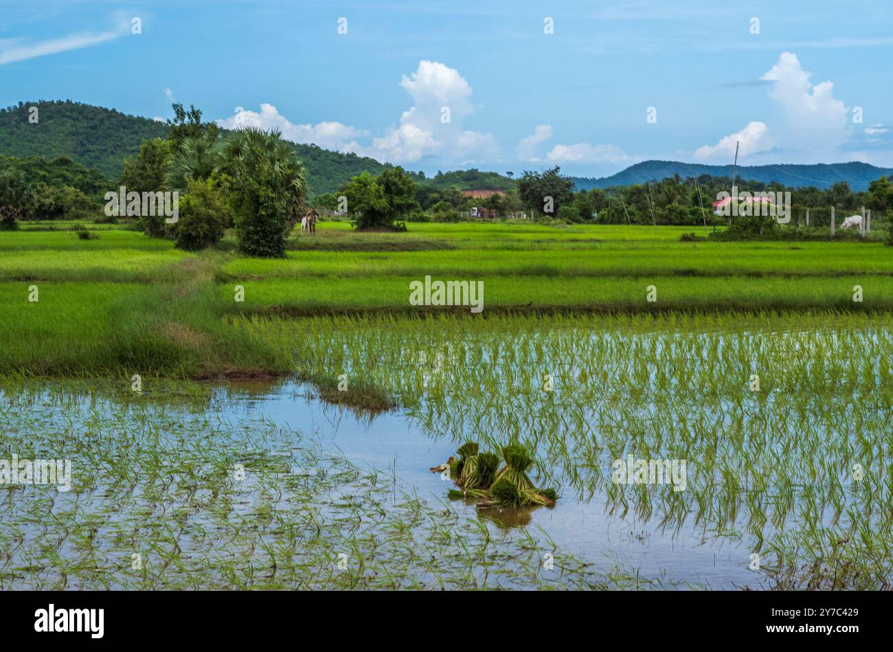 Green flooded rice paddies fields in Cambodia Stock Photo - Alamy