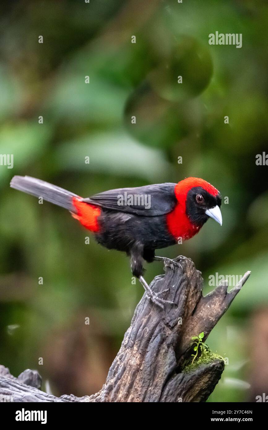 Crimson collared tanagers hi-res stock photography and images - Alamy