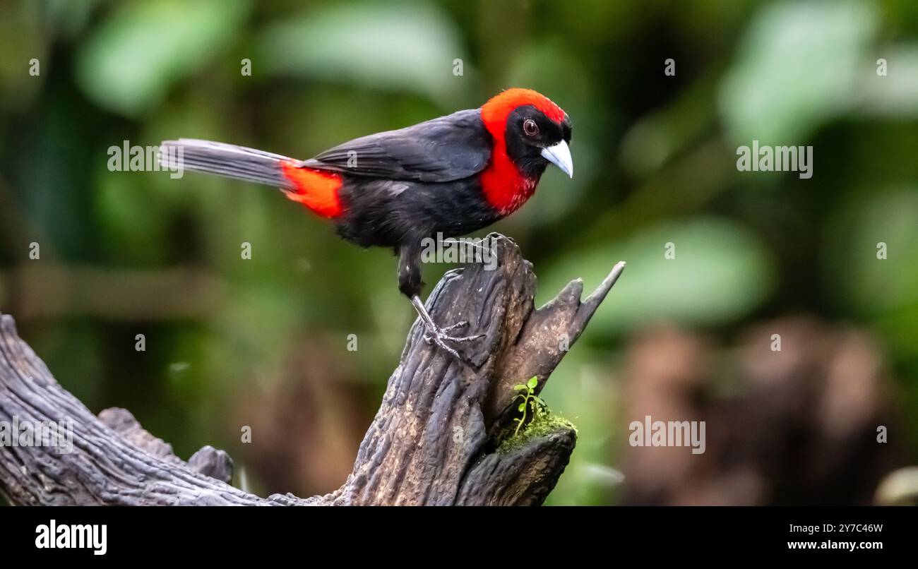 Crimson collared tanagers hi-res stock photography and images - Alamy