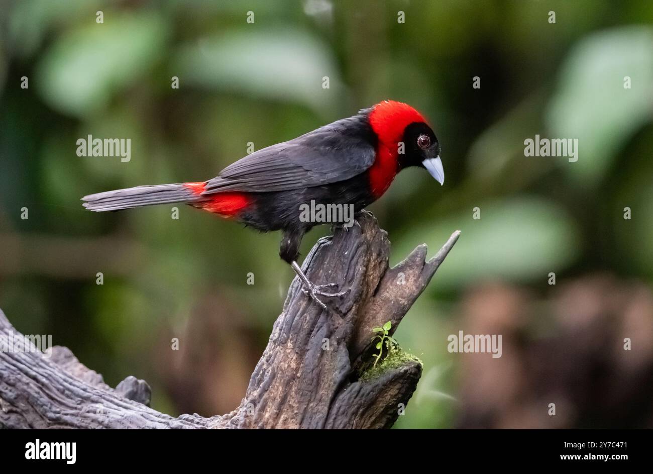 Crimson collared tanagers hi-res stock photography and images - Alamy