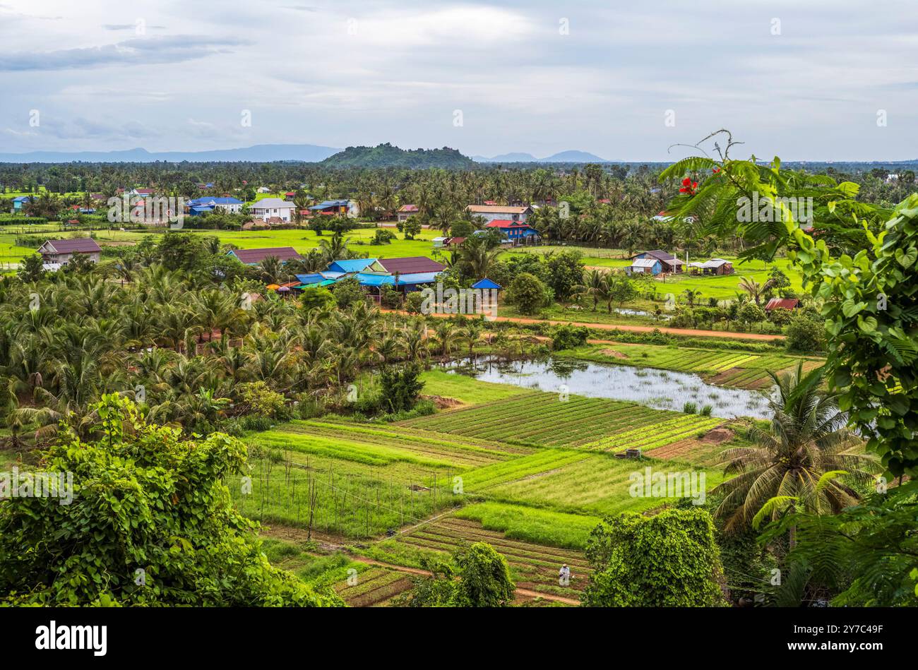 Green flooded rice paddies fields in Cambodia Stock Photo - Alamy