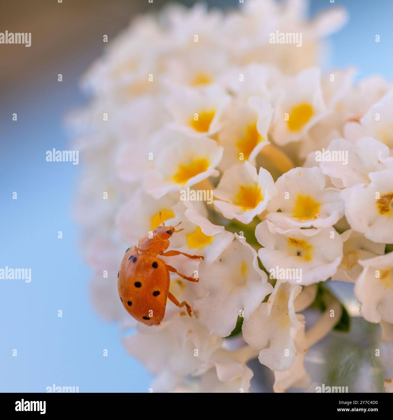 Orange ladybug on white lantana flowers Stock Photo - Alamy