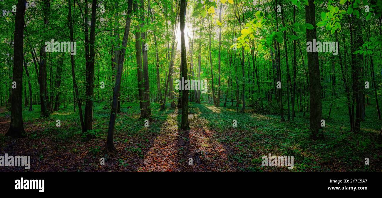 HDR panorama of the forest. Beautiful green nature shot. Concept for ...