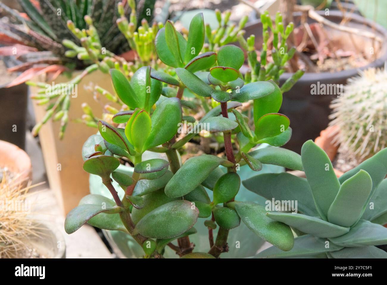 Crassula ovata rose hi-res stock photography and images - Alamy