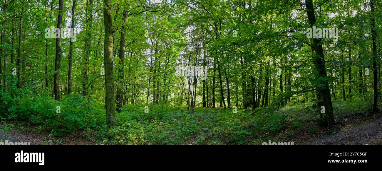 HDR panorama of the forest. Beautiful green nature shot. Concept for ...