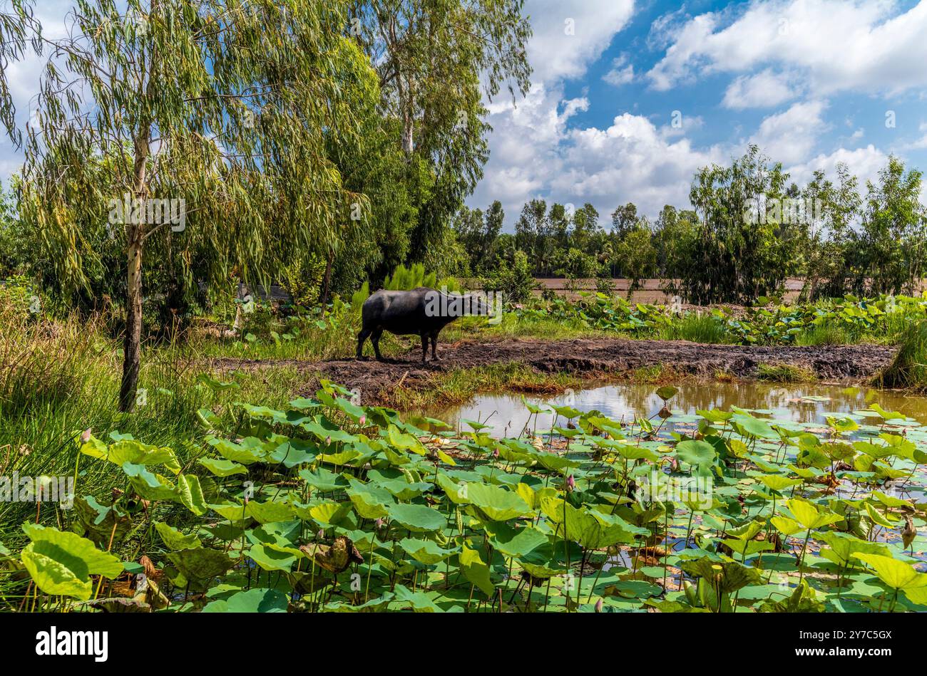 Water buffalo in mud pool hi-res stock photography and images - Alamy