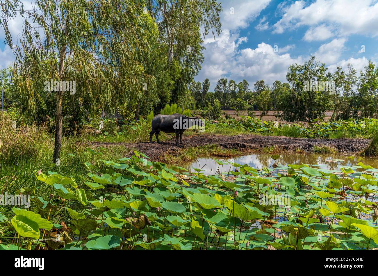 A water buffalo near a pond with lotus plants and flowers in Vietnam ...