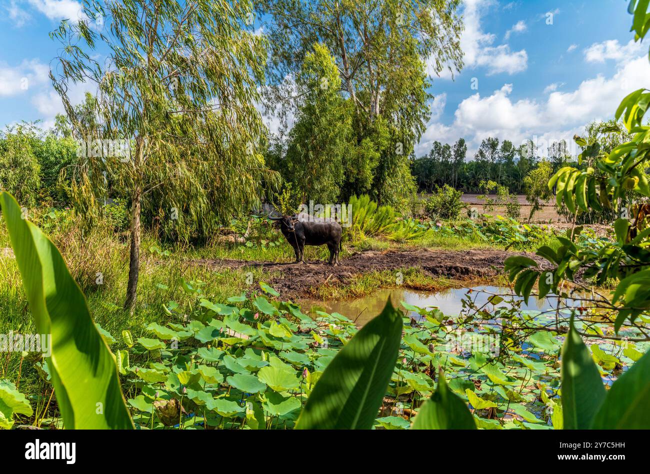 Water buffalo in mud pool hi-res stock photography and images - Alamy