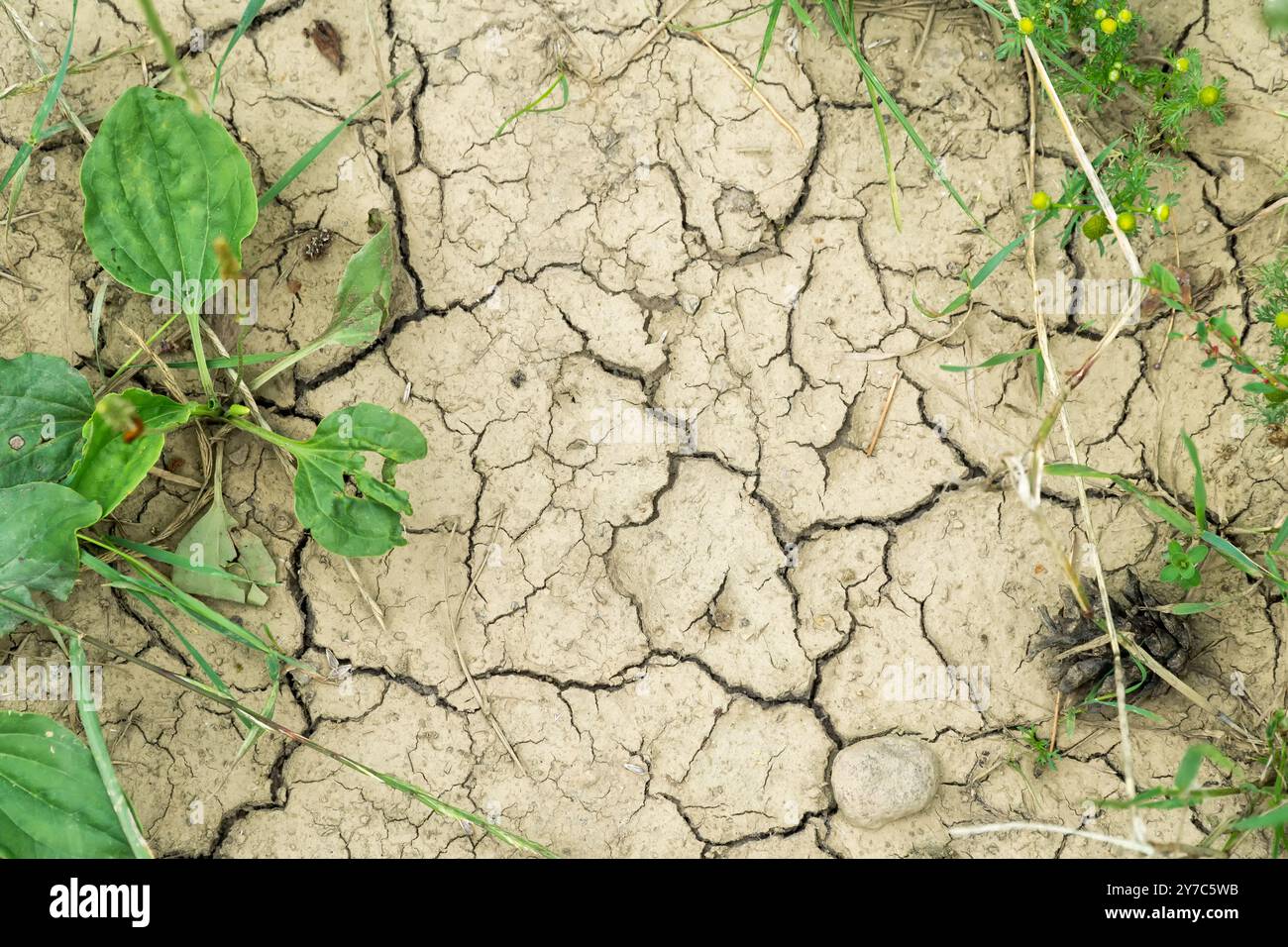 Dried soil with cracks and some drought-resistant plants. Concept of climate crisis or global ...