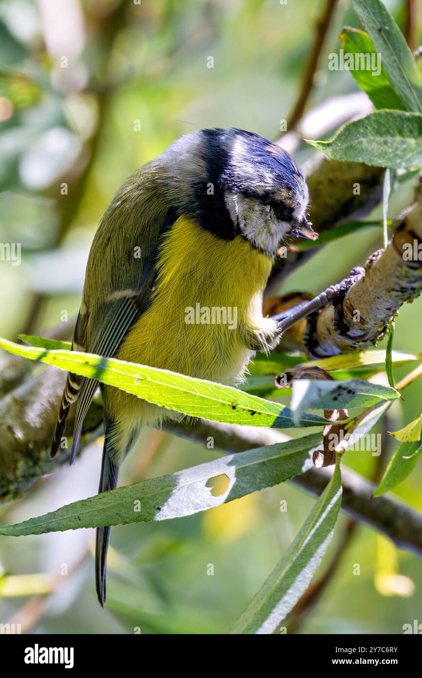 Blue tit, a small insect-eating bird known for its vibrant blue and ...