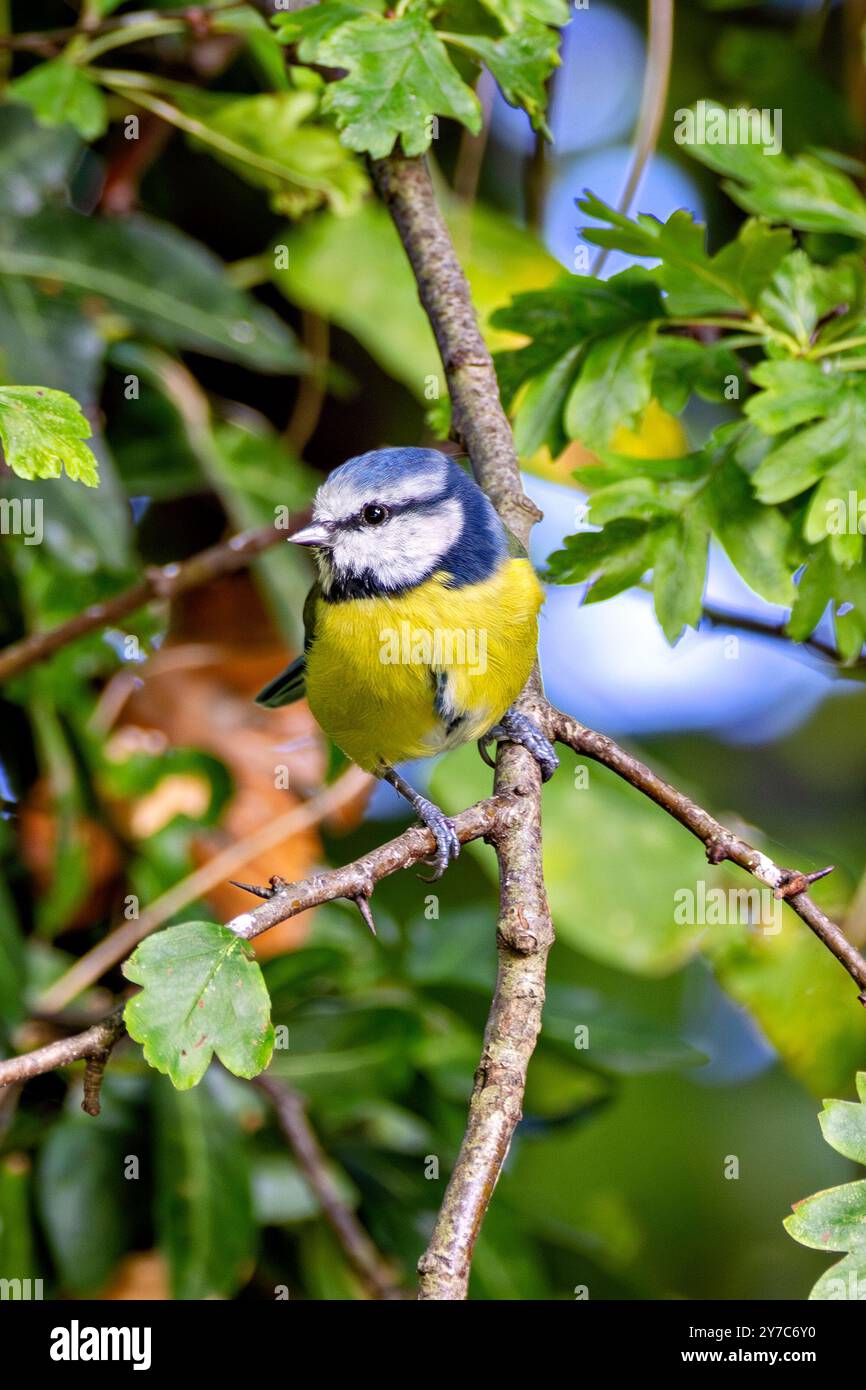 Blue tit, a small insect-eating bird known for its vibrant blue and ...