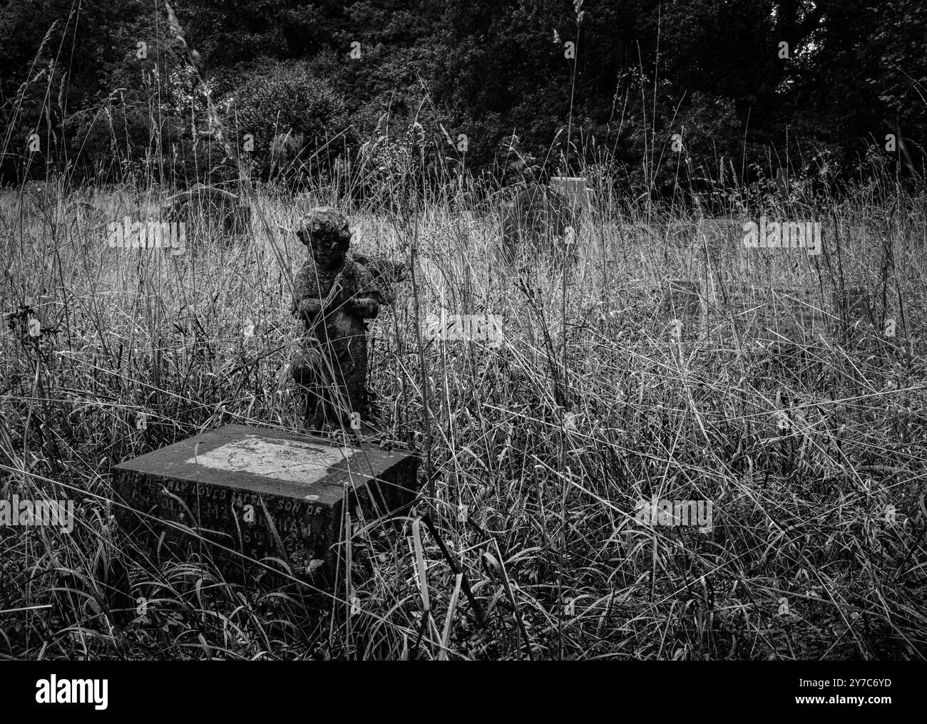 Weathered angel statue in an abandoned 1800s cemetery surrounded by ...